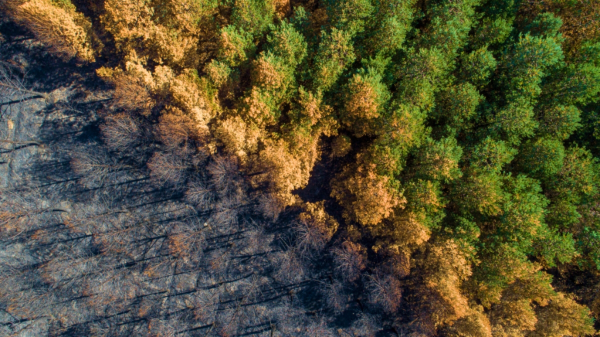 EarthDaily Analytics Acquires SkyForest - SpaceQ Media Inc.